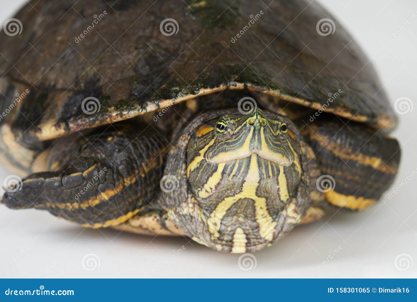 Cute turtle look in camera stock image. Image of tortoise - 158301065