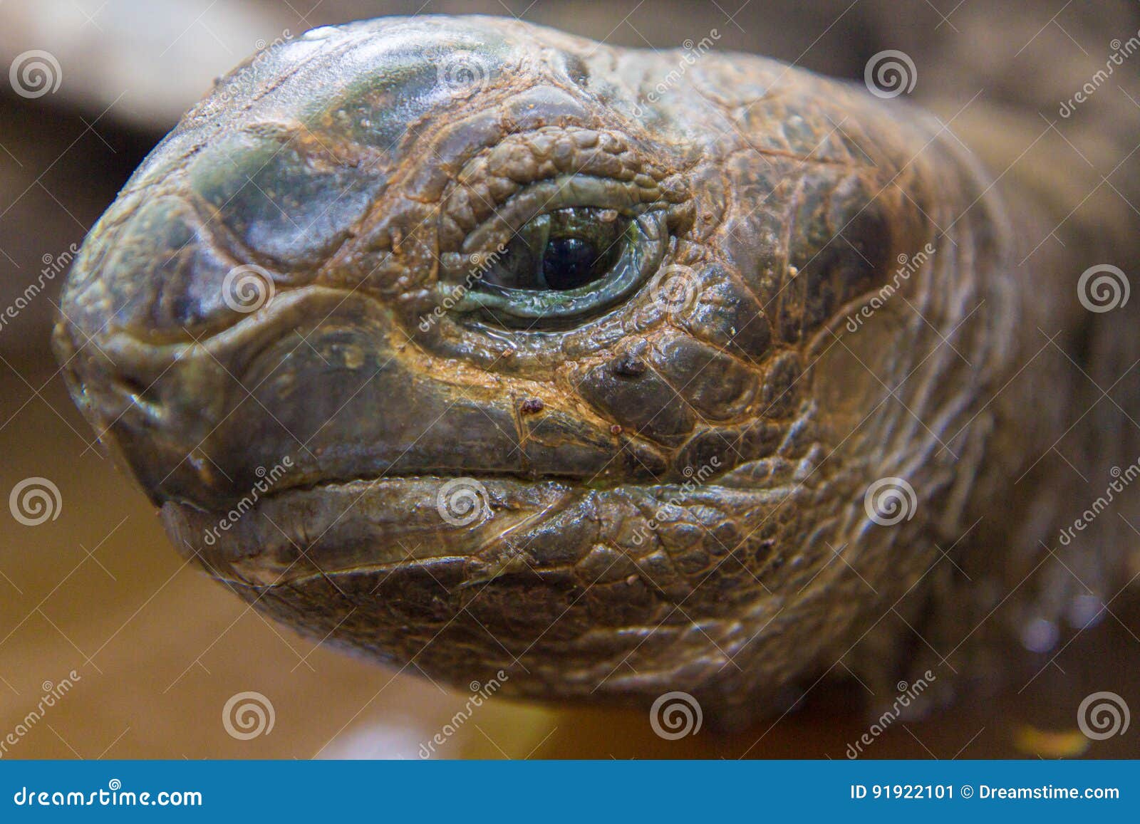 A Cute Turtle Looking at the Camera Stock Image - Image of wild ...