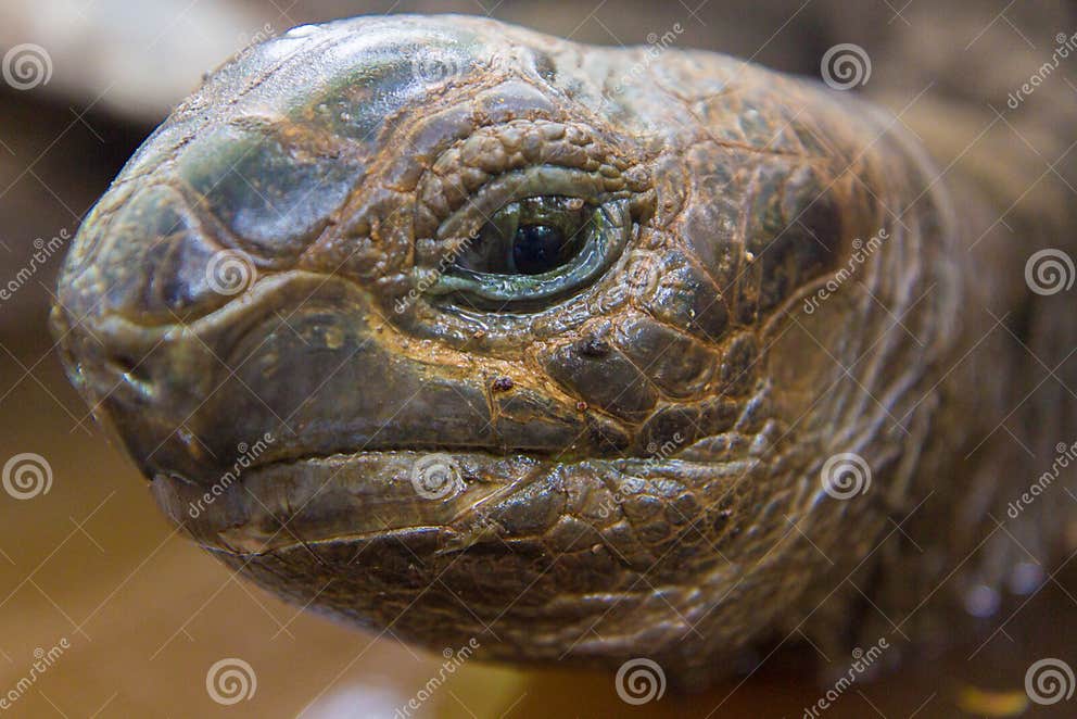 A Cute Turtle Looking at the Camera Stock Image - Image of wild ...
