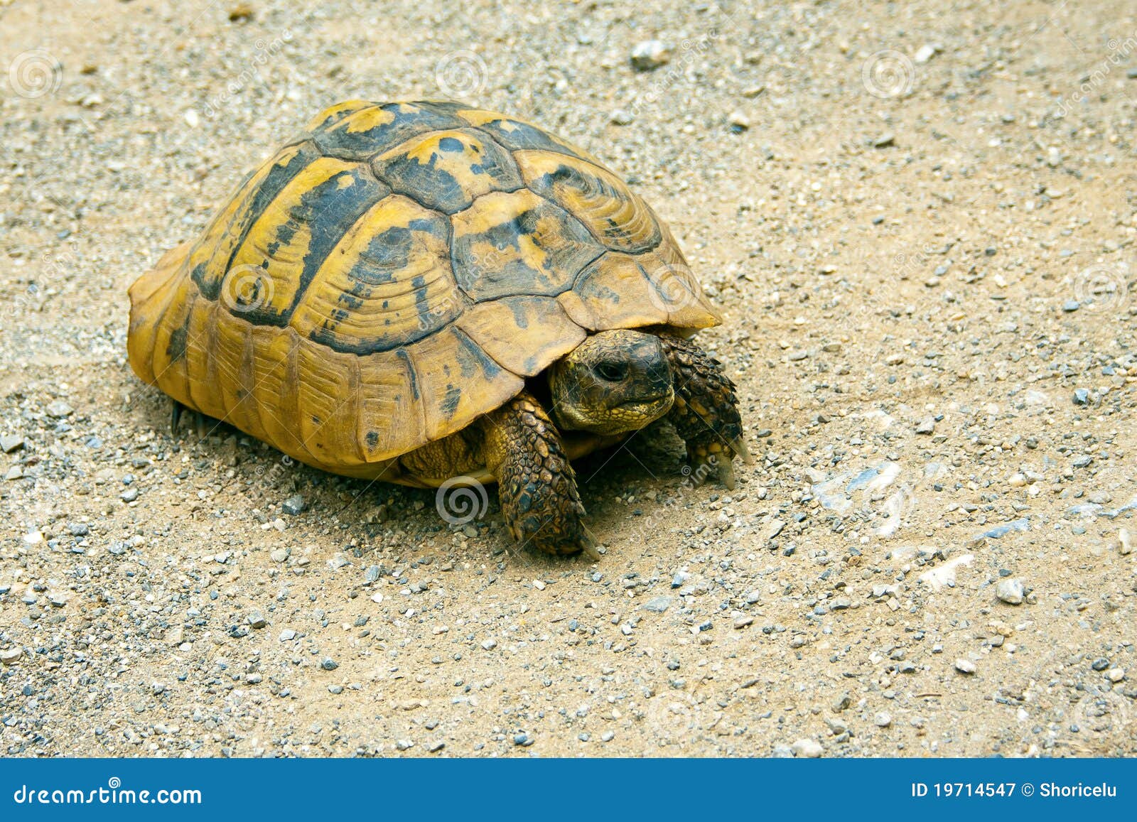 Cute turtle on sandy soil stock image. Image of adorable - 19714547