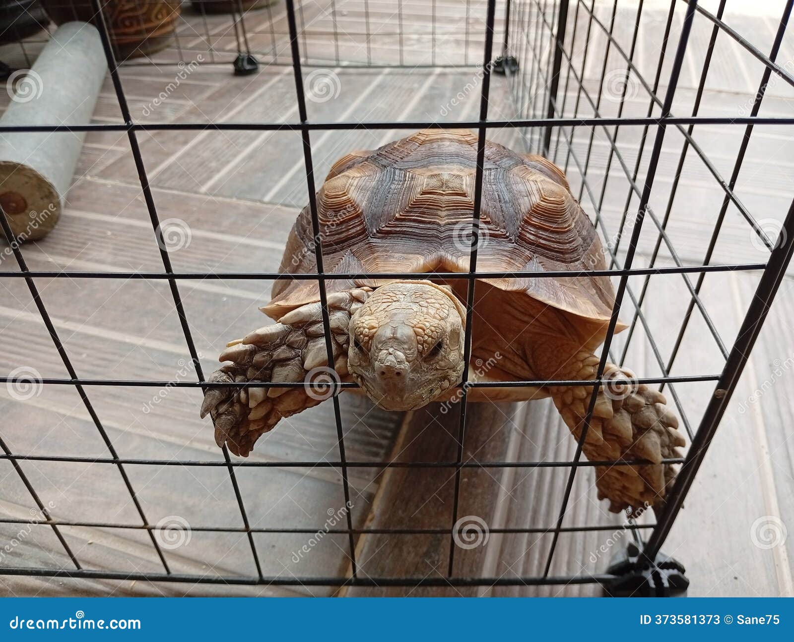 A Cute Turtle Depicted In Watercolor, Standing Alone On A Plain ...