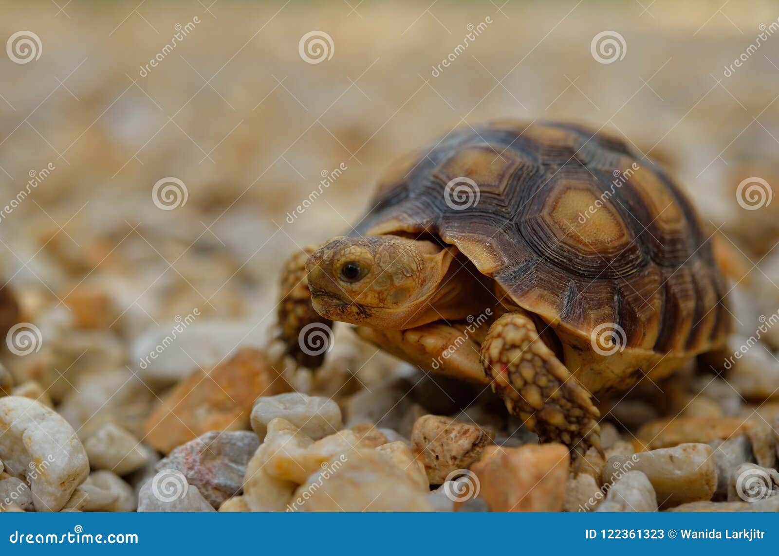Cute Turtles Crawl on Gravel Stock Image - Image of turtle, turtles ...