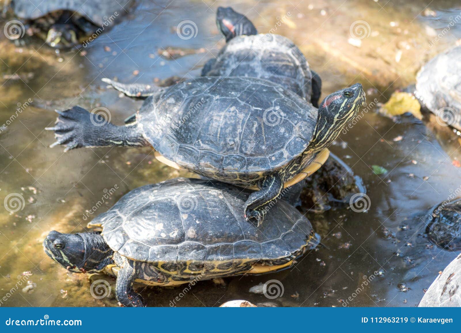 Cute Turtles Rest Under Sun Stock Image - Image of marine, funny: 112963219