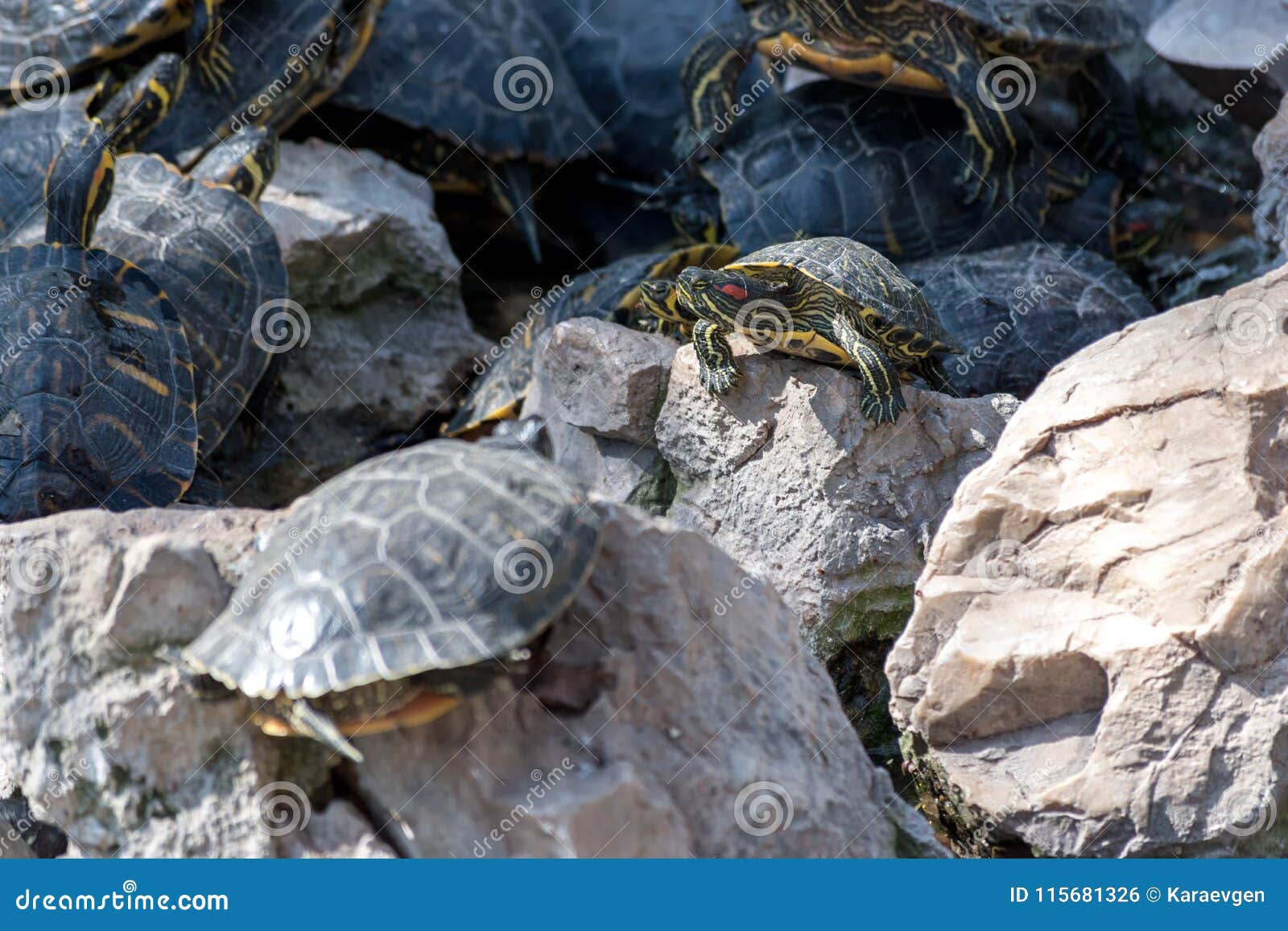 Cute Turtles Rest Under Sun on Pond Stock Photo - Image of resting ...