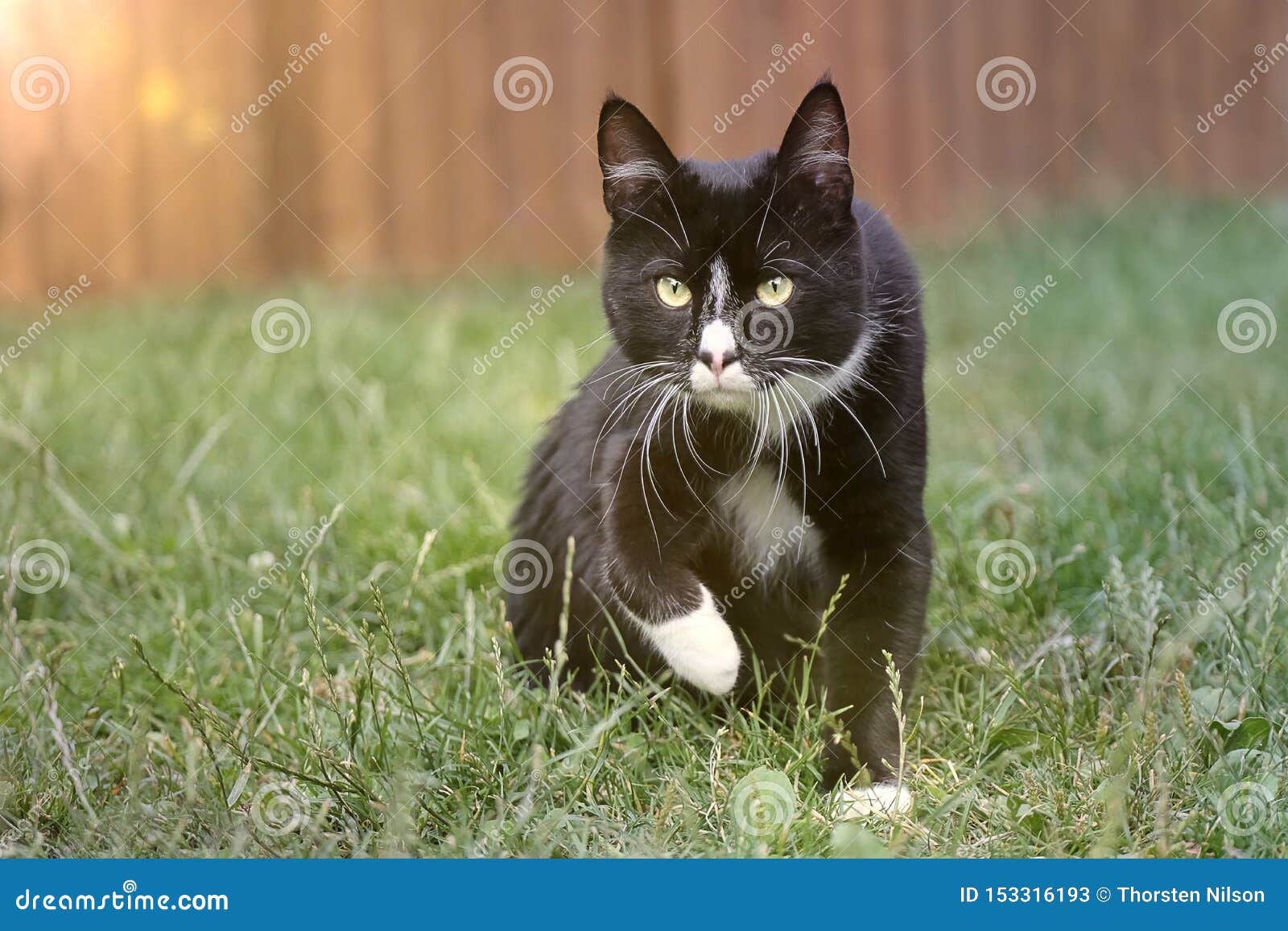 Cute Tuxedo Tom Cat on a Meadow. Stock Image - Image of horizontal ...