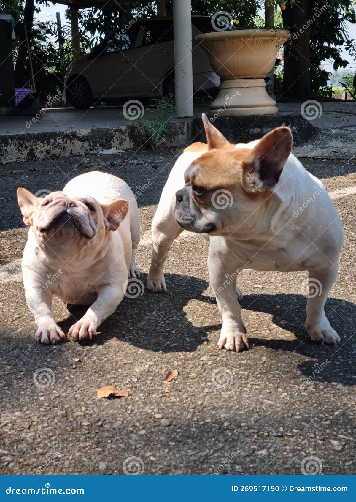 Cute Two Little Frech Bulldog Stretching Stock Photo - Image of animal ...