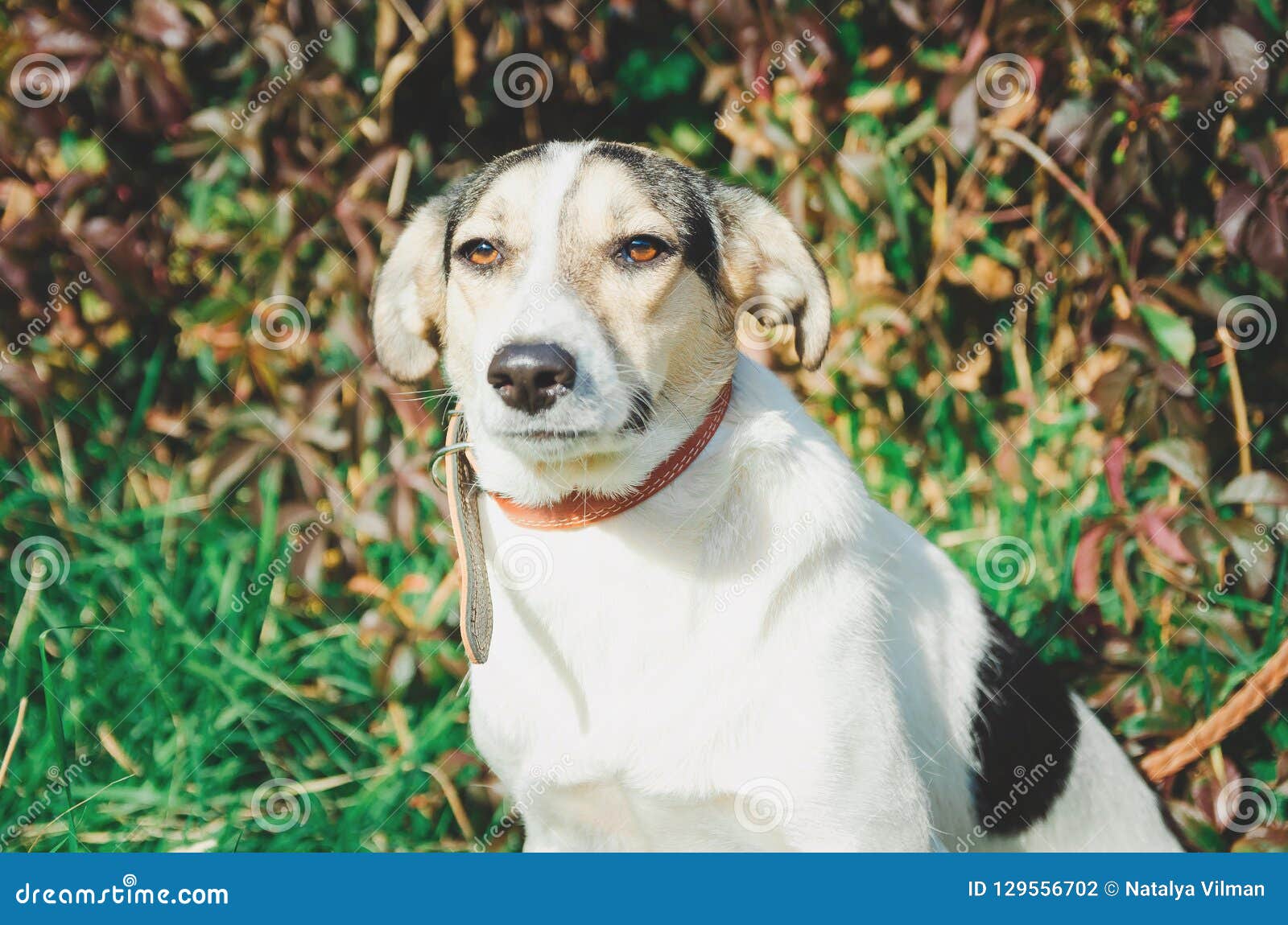 Cute Unhappy Dog Upset, Lonely, Stray Dog Stock Photo - Image of care ...