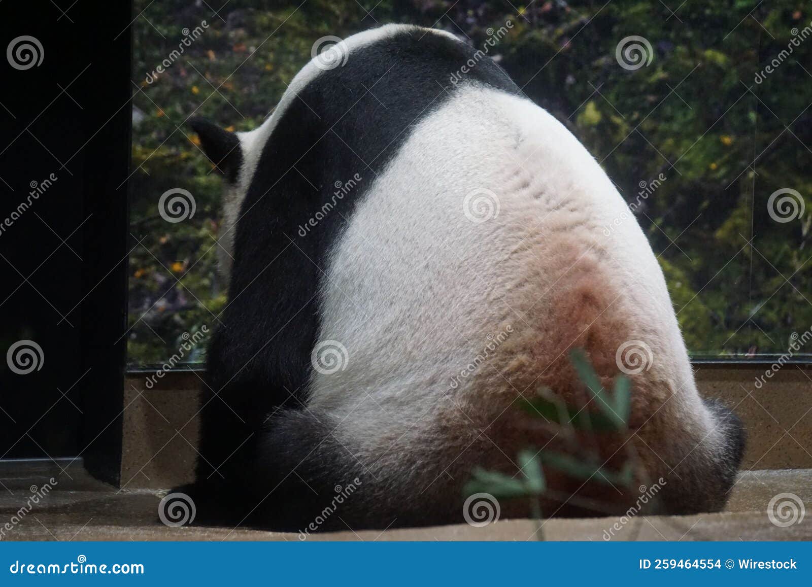 Cute Upset Panda Sitting with Its Back To the Camera Stock Photo ...