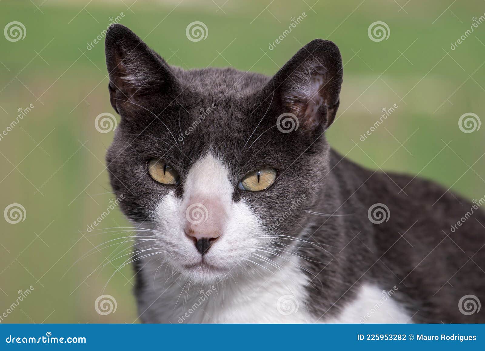 Cute Urban cat stock photo. Image of domestic, small - 225953282