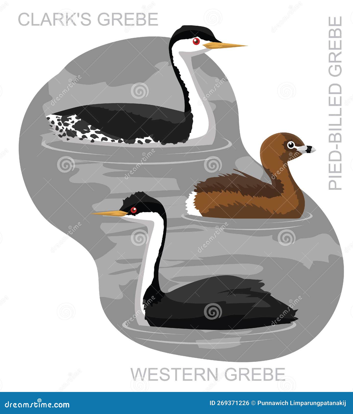 Cute US Grebe Set Cartoon Vector Stock Vector - Illustration of feather ...