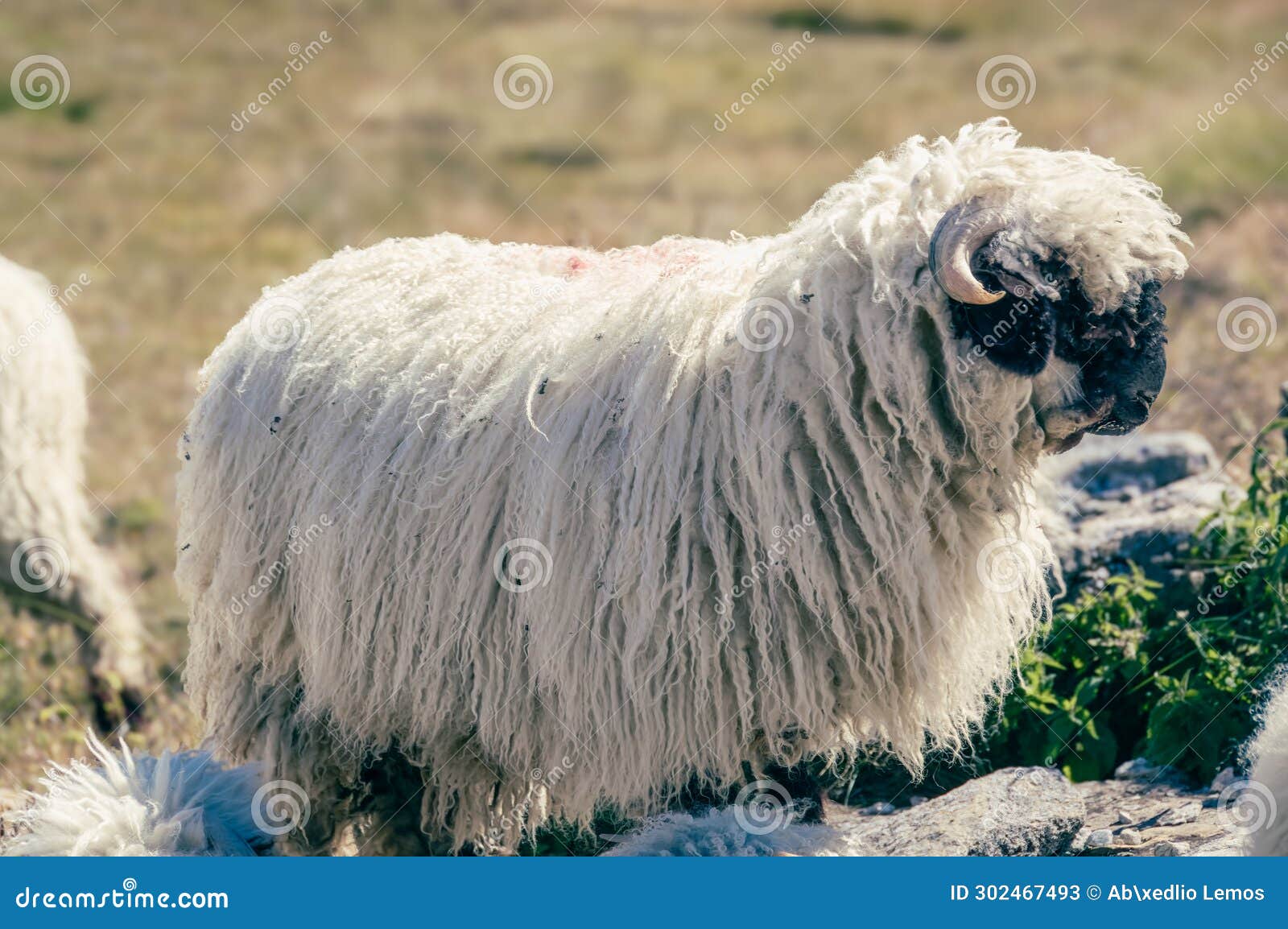 A Cute Valais Blacknose Sheep in the Swiss Alps Stock Image - Image of ...