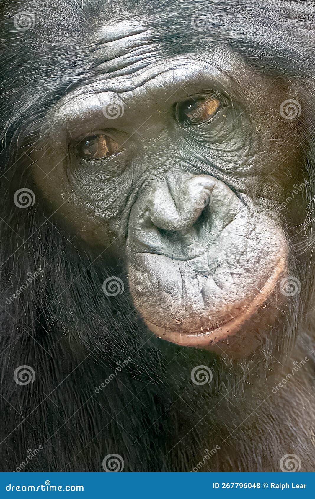 Cute Vertical Portrait and Closeup of a Bonobo Monkey Looking Down ...