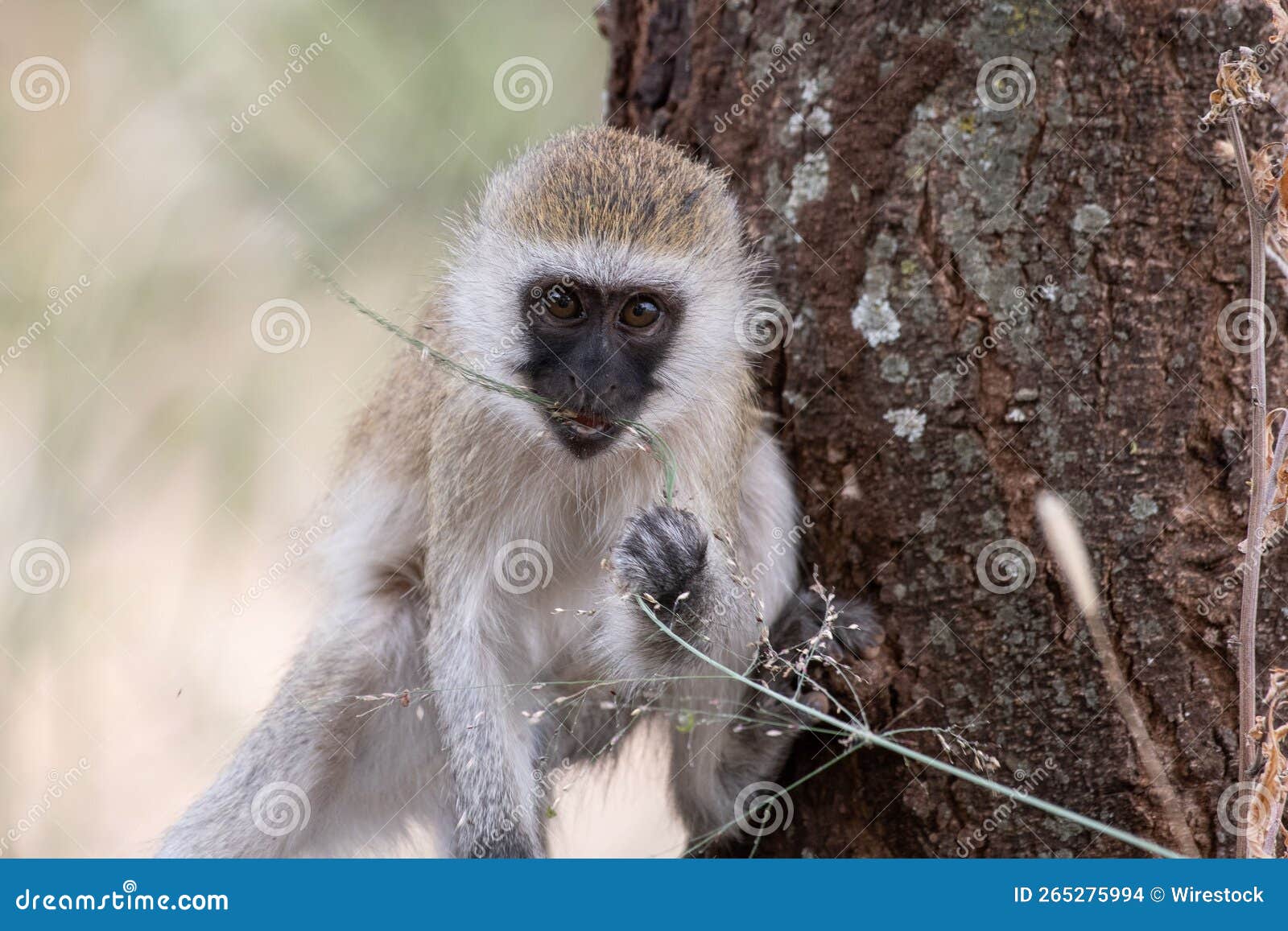Cute Vervet Monkey Eating a Plant on the Tree Stock Photo - Image of ...