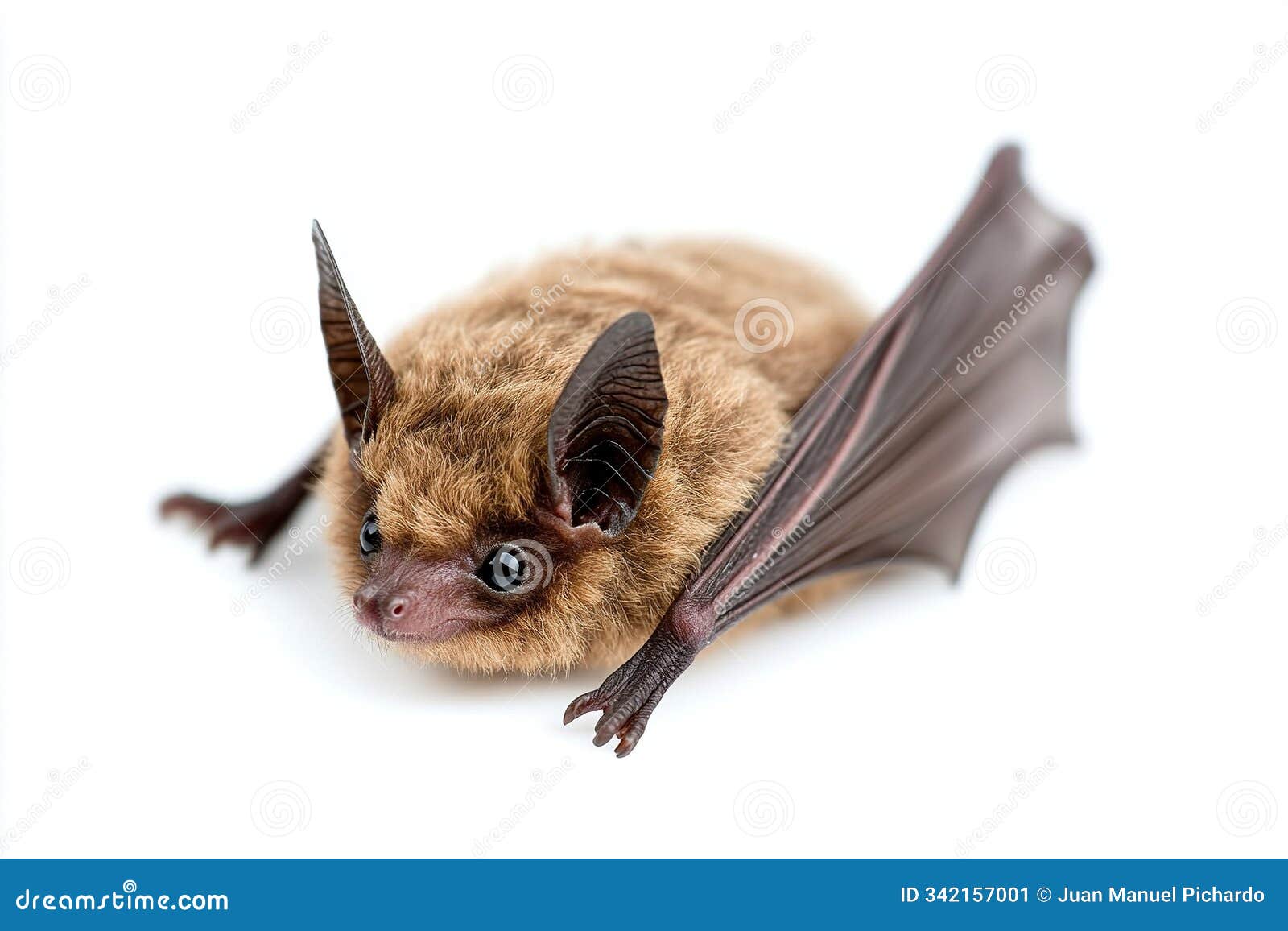 Cute Very Attentive Bat, Isolated on White Background Stock Image ...