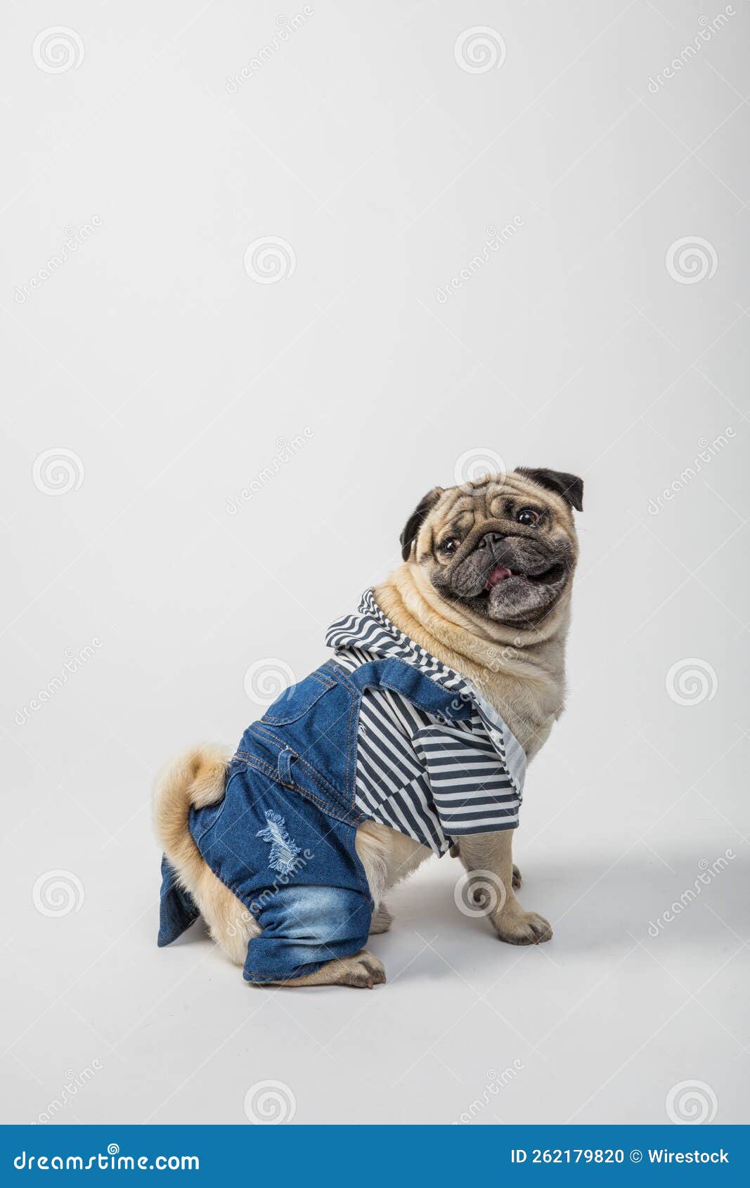 Cute View of a Pug Wearing Clothes Standing on the Ground on a White ...
