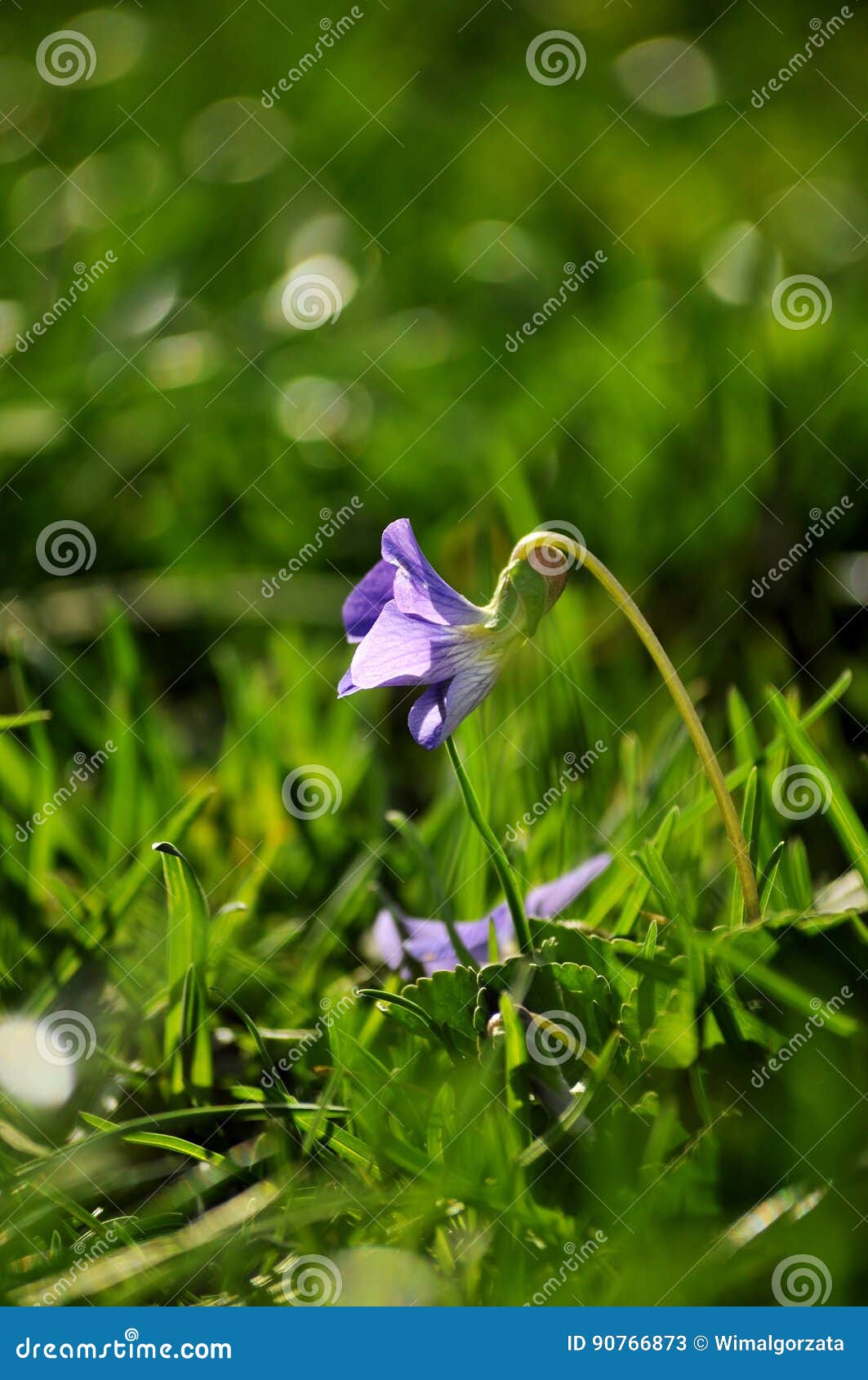 Cute Viola Flower in the Grass. Stock Image - Image of grassland ...