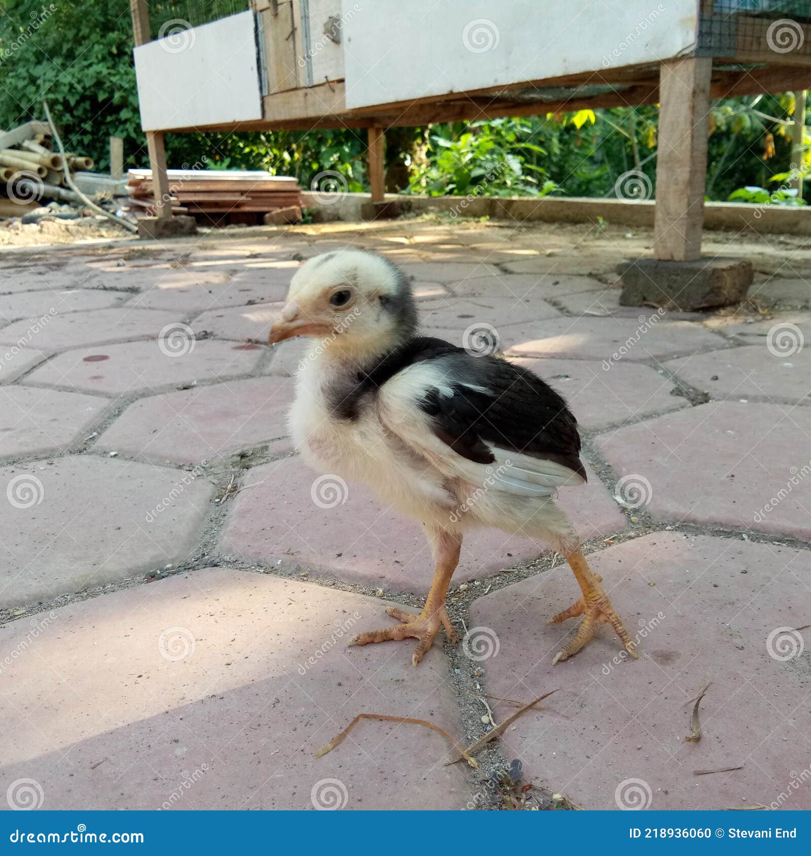 Cute Walk Baby Chicken stock photo. Image of baby, walk - 218936060