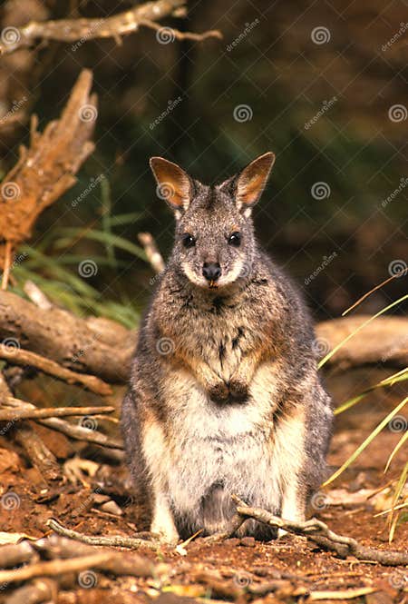 Cute Wallaby stock image. Image of nature, kangaroo, wallby - 12863609