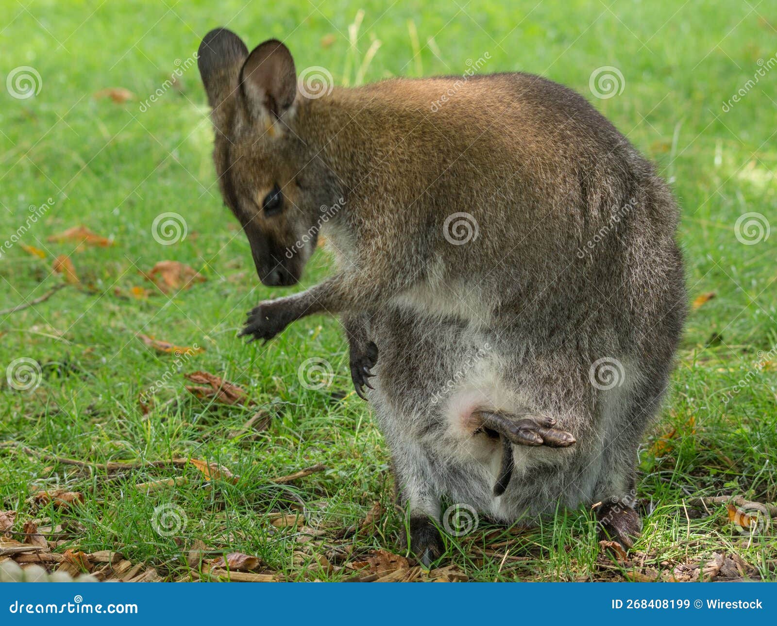 Cute Wallaby (Macropodidae) Standing in a Fresh Grass Field Stock Image ...