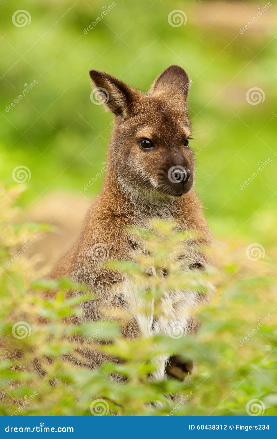 A cute wallaby stock photo. Image of animal, pouch, australian - 60438312