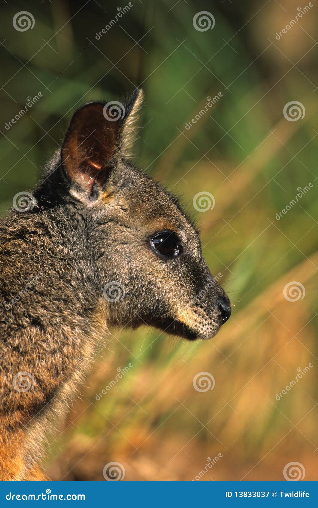 Cute Wallaby Portrait stock image. Image of rest, animal - 13833037