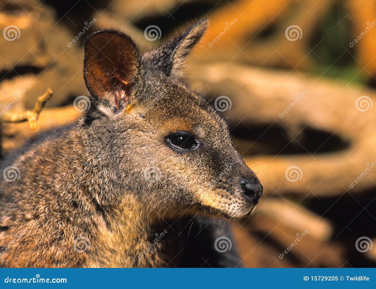 Cute Wallaby Portrait stock image. Image of wallby, mammal - 15729205