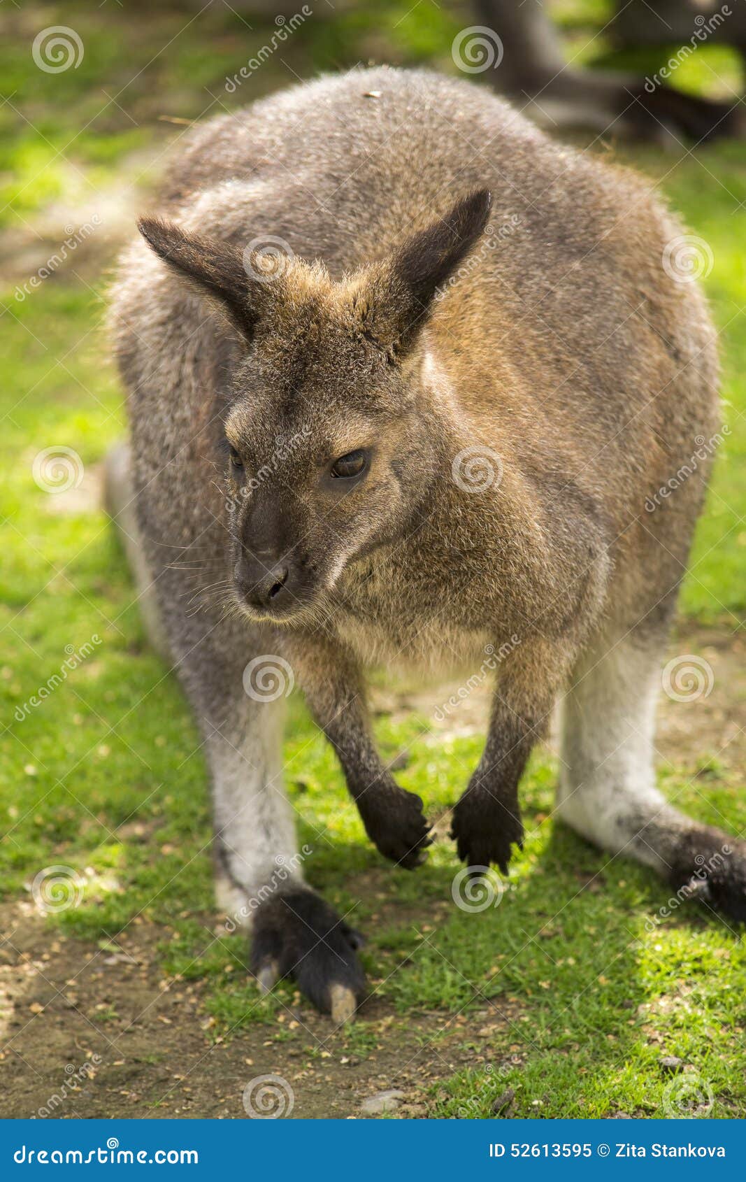 Cute wallaby stock image. Image of australia, mammal - 52613595