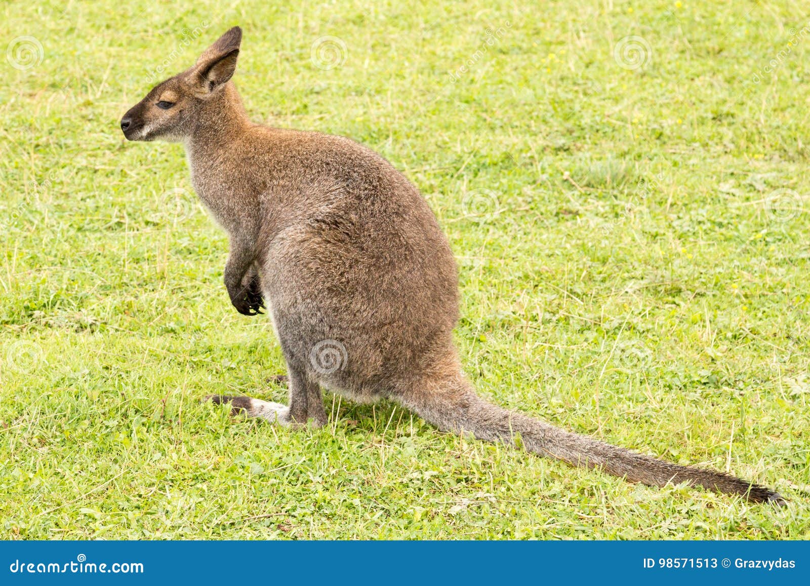 Cute Wallaby Sitting on Grassland Stock Image - Image of kangaroo ...