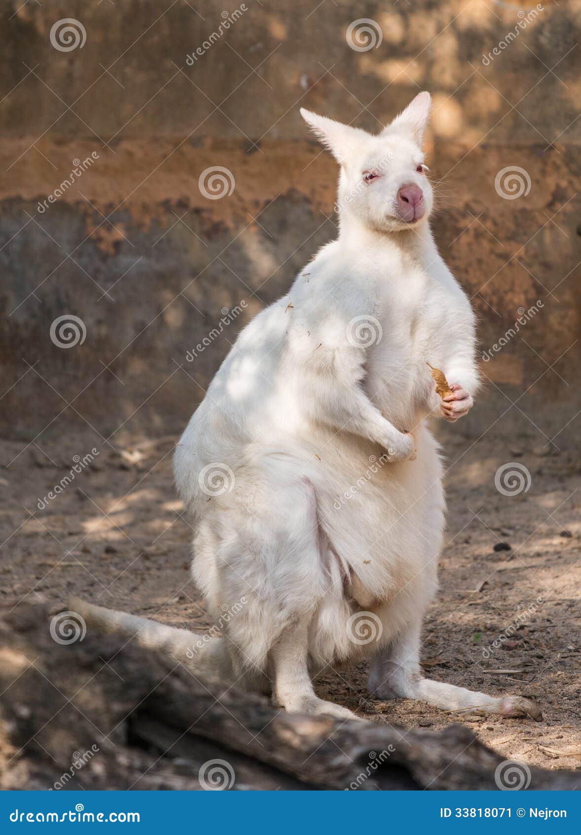 Cute wallaby stock image. Image of animal, cute, scene - 33818071