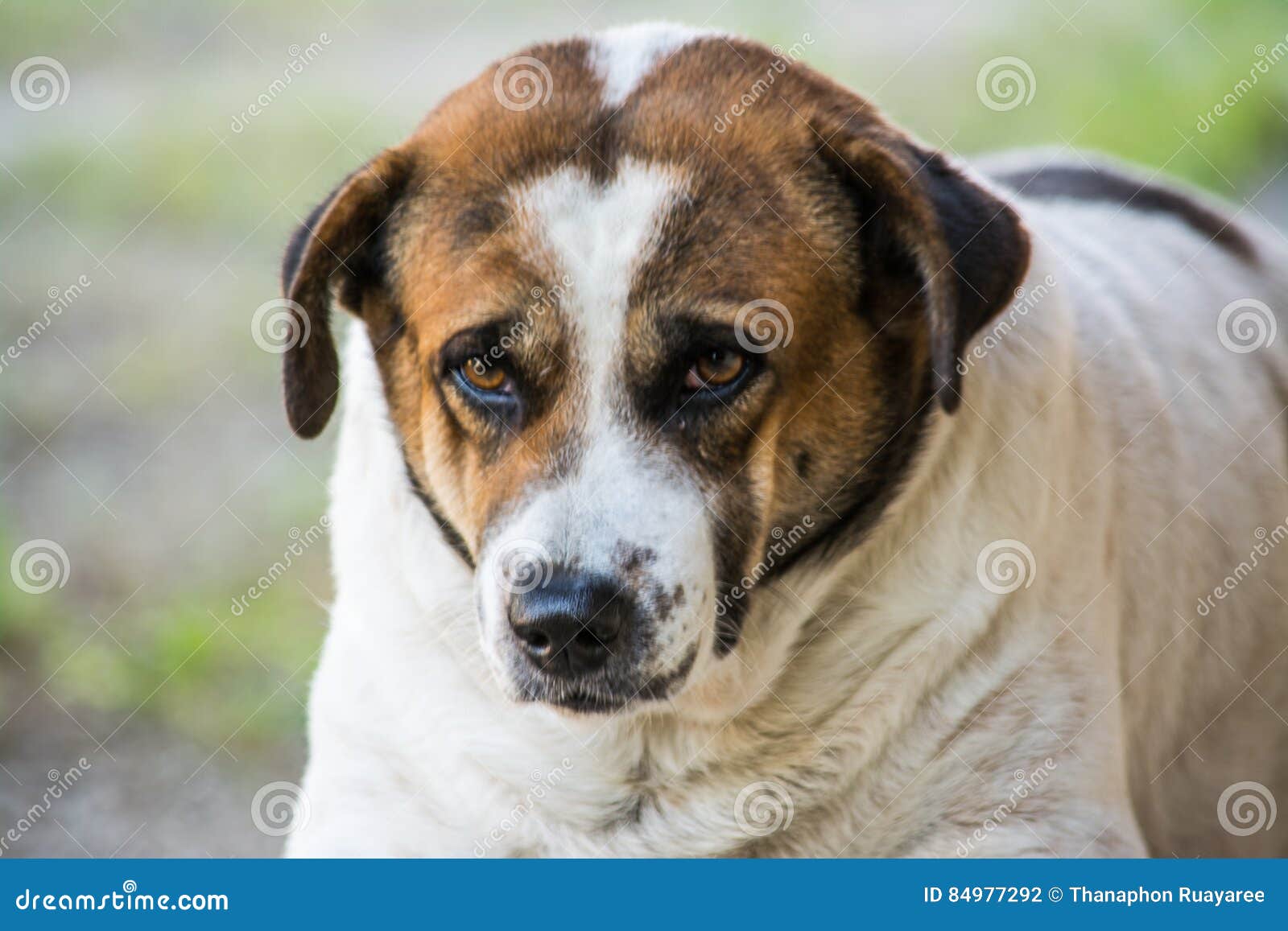 Cute watchdog stock photo. Image of lonely, cute, bright - 84977292