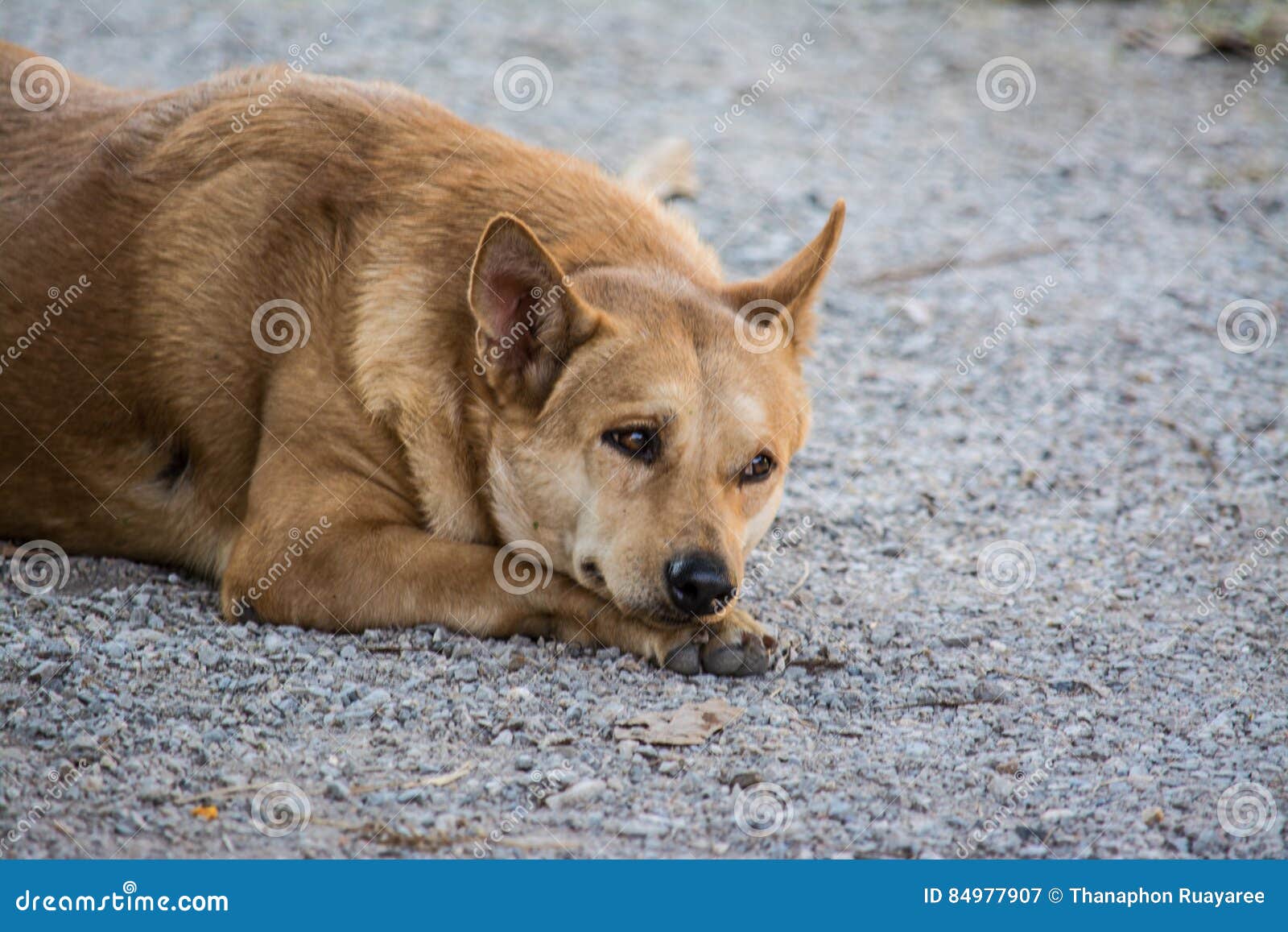 Cute watchdog stock image. Image of watchdog, honest - 84977907
