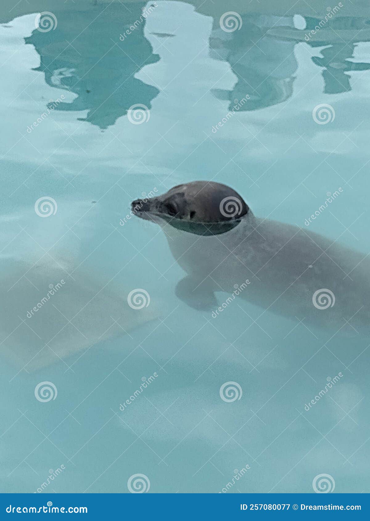 Cute water seal stock image. Image of bird, underwater - 257080077
