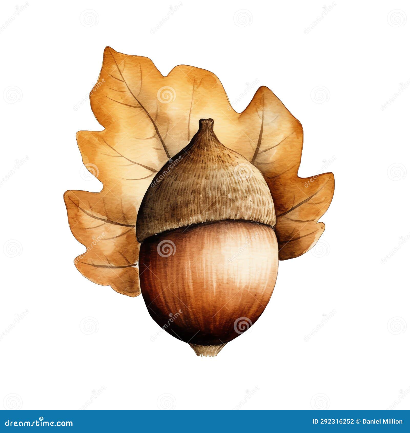 Cute Watercolor Acorn Fall Autumn, Illustration Stock Illustration ...