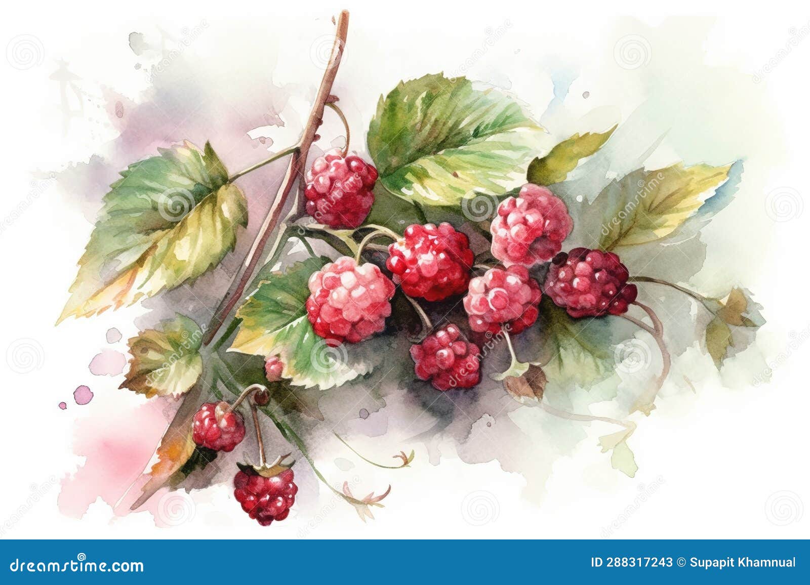 Cute Watercolor Raspberry Fruit Clip Art on White Background Stock ...