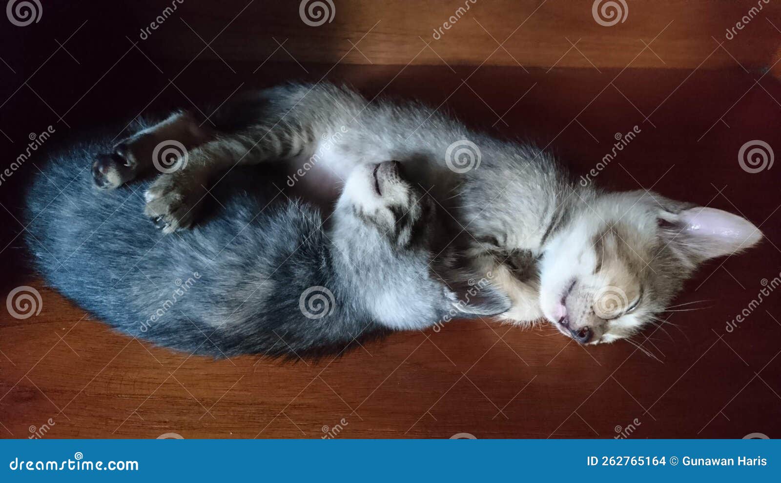 Cute Way of Sleeping Baby Cat Stock Photo - Image of cute, kitten ...