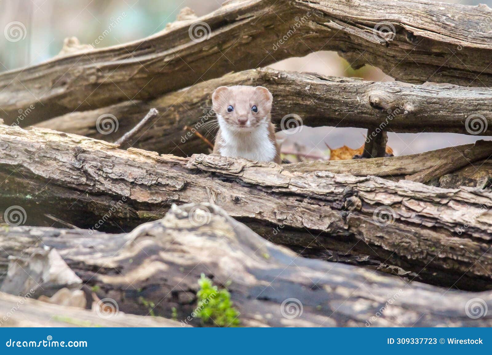Cute Weasel Peeking through Wooden Logs in a Forest Stock Image - Image ...