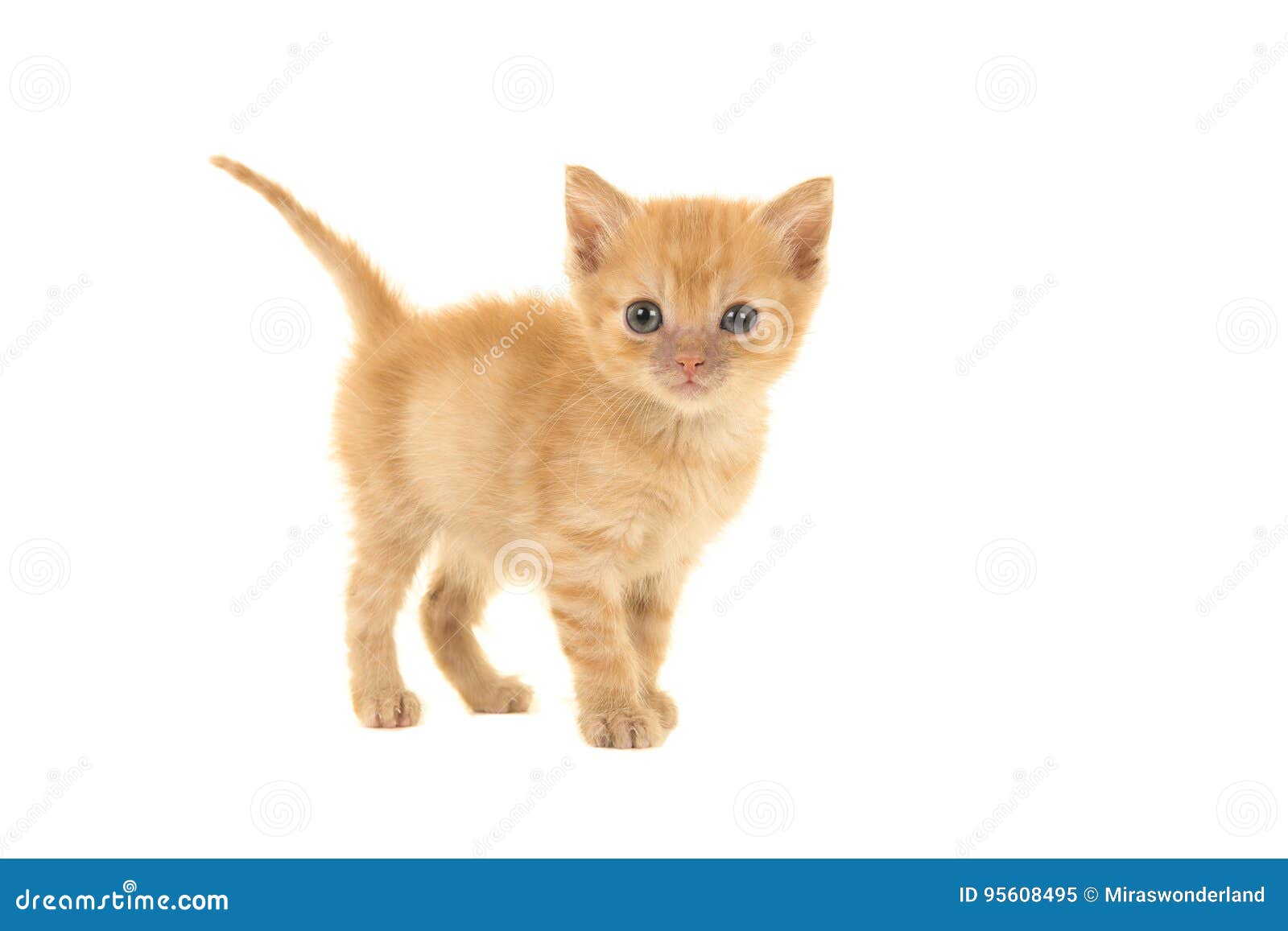 Tabby Baby Cat Kitten Walking Towards The Camera On A Lavender Purple ...