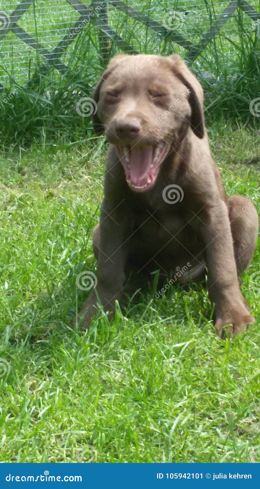 Teeth from labrador puppy stock image. Image of cute - 105942101