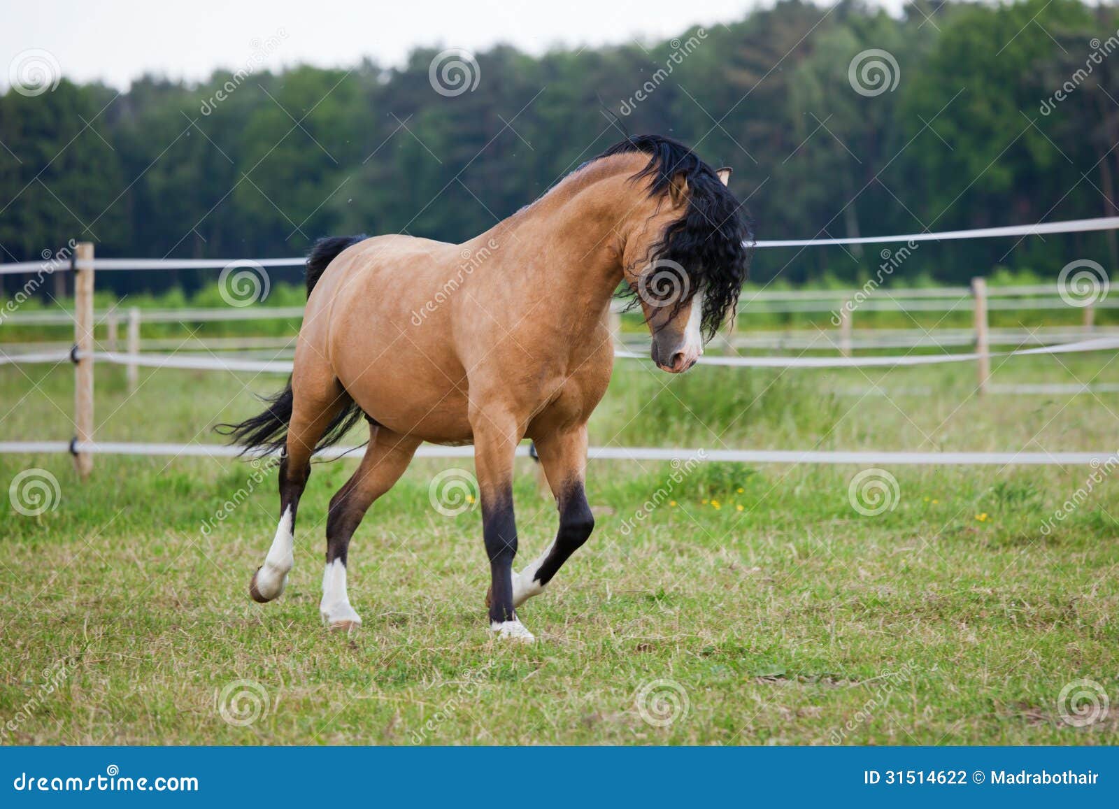 Cute Welsh Cob Pony Gallopping on the Paddock Stock Photo - Image of ...