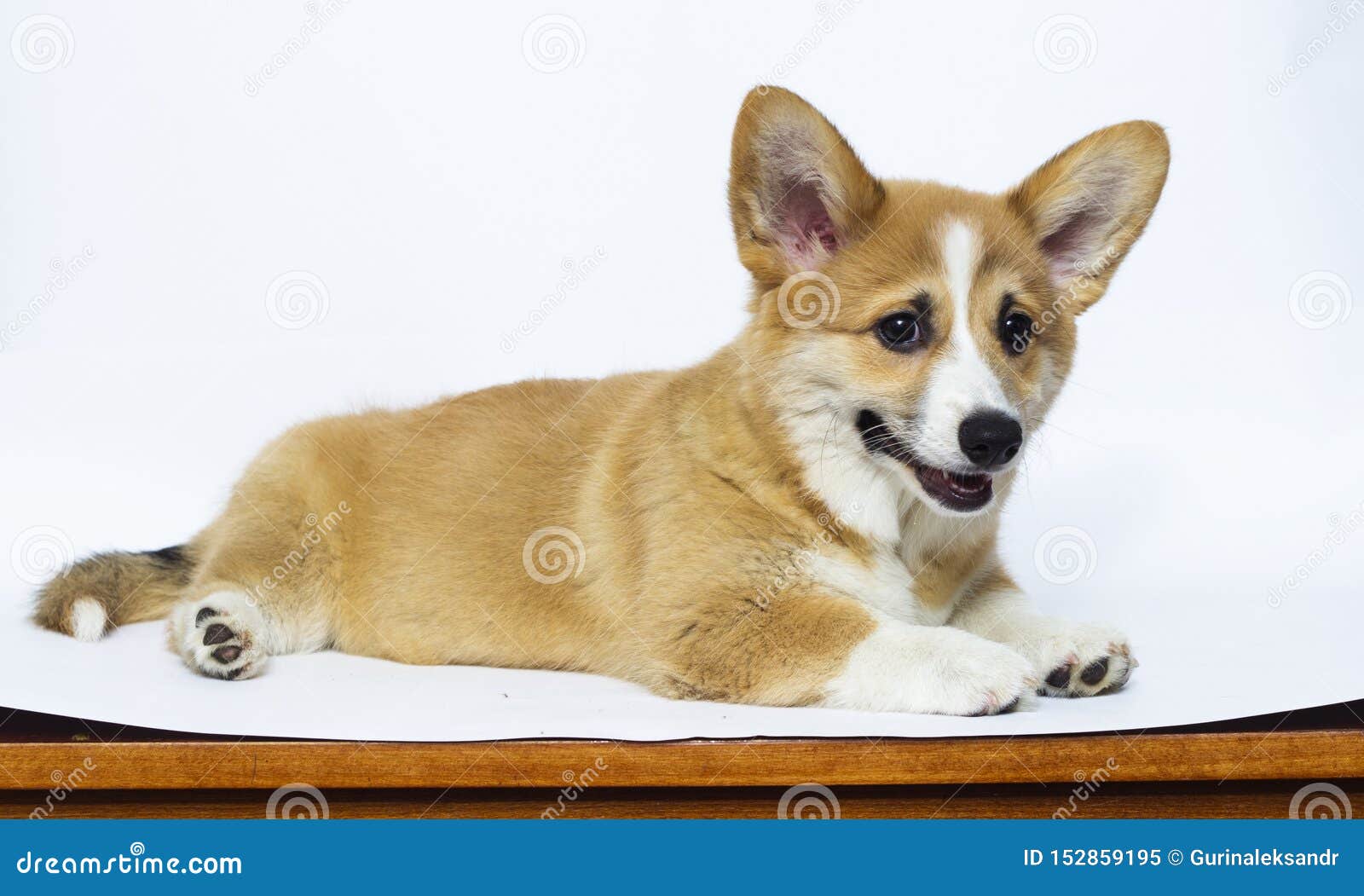 Cute Welsh Corgi Puppy Smiles Stock Image - Image of corgi, portrait ...