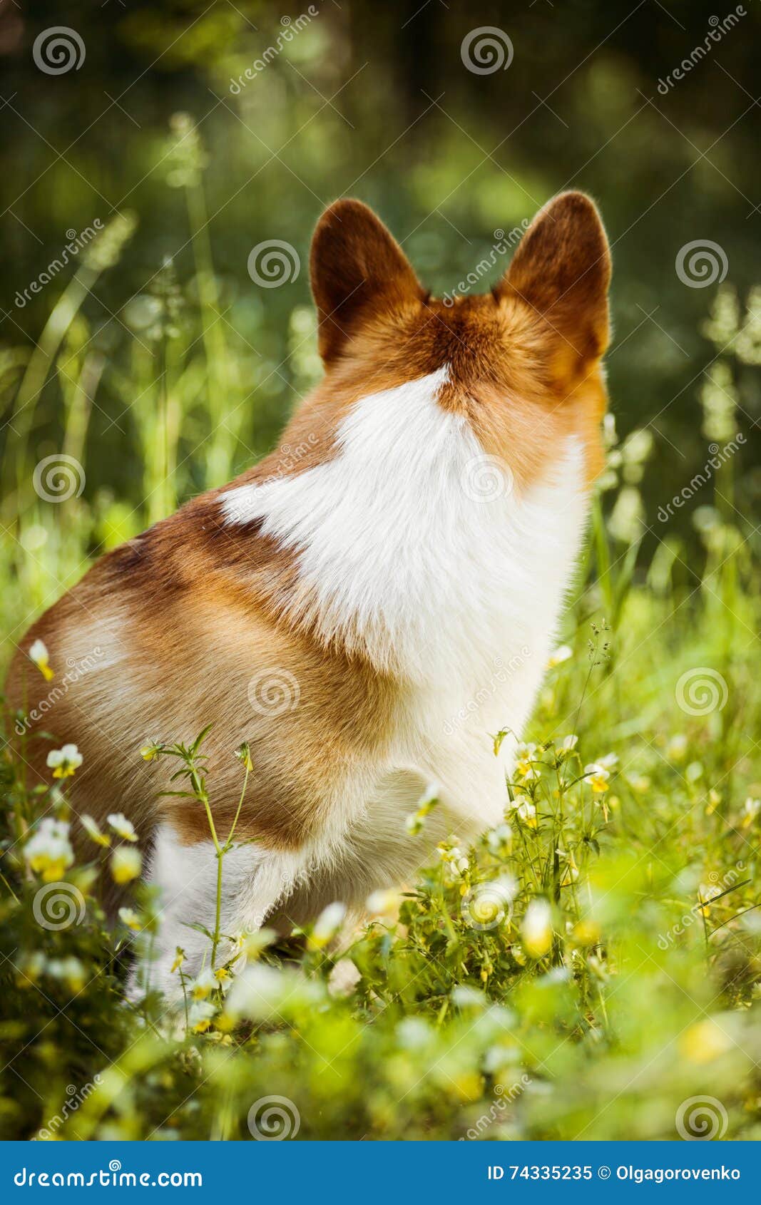 Cute Welsh Corgi Sitting Backwards in Grass Stock Image - Image of ...