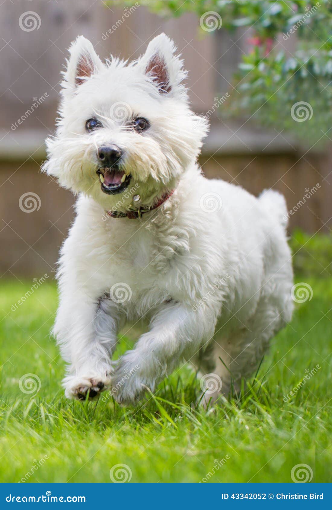Cute West Highland White Terrier Running in the Grass Stock Photo ...