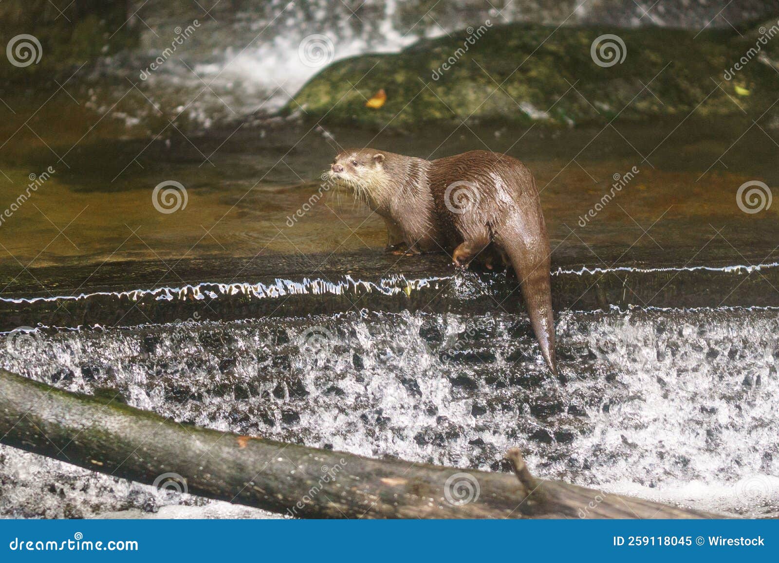 Cute Wet Brown Otter Walking Around in a Dam Stock Image - Image of ...