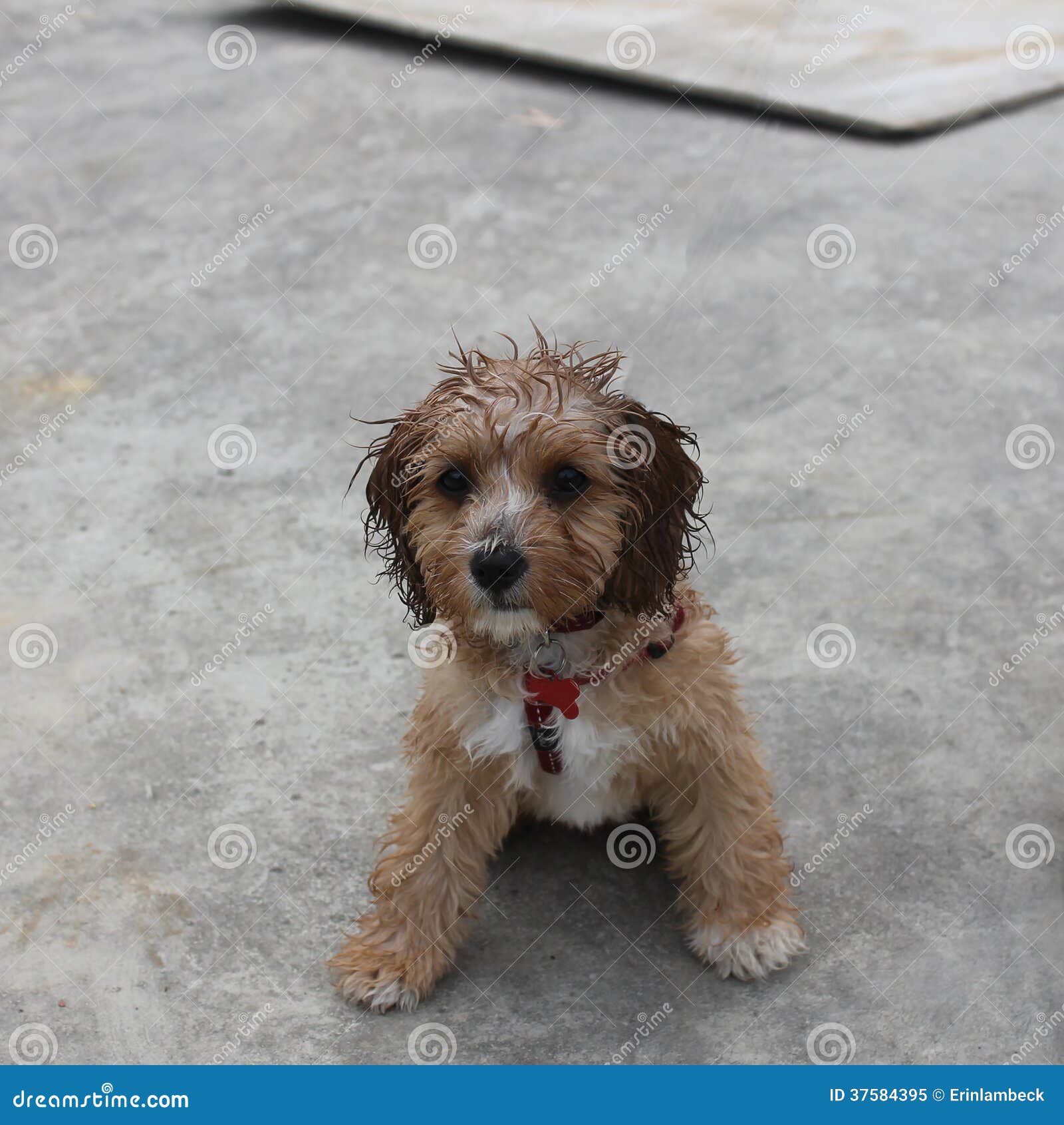 Cute Wet Cavoodle Puppy Looking Stock Image - Image of looking ...