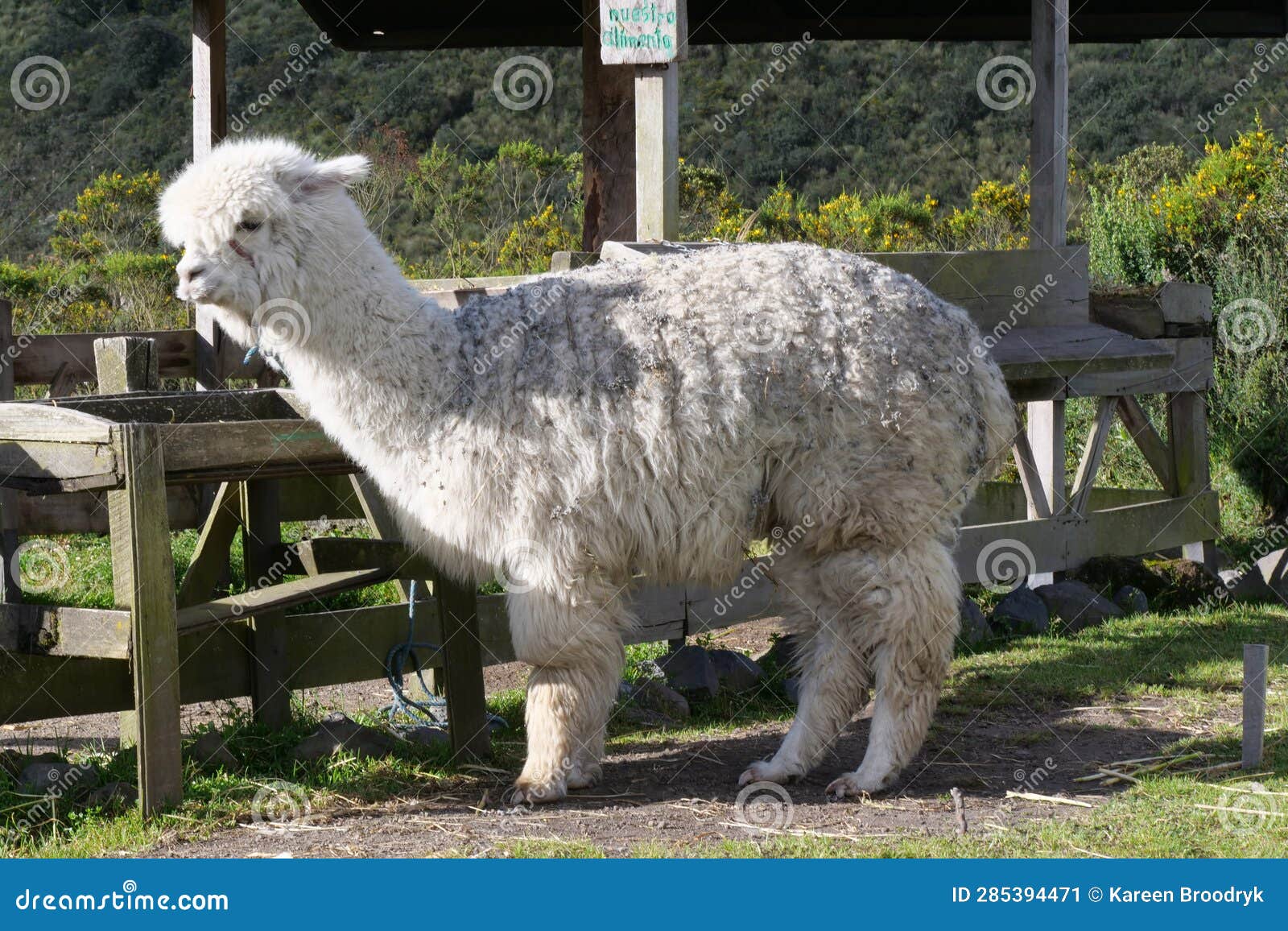 Cute white adult alpaca stock image. Image of fluffy - 285394471