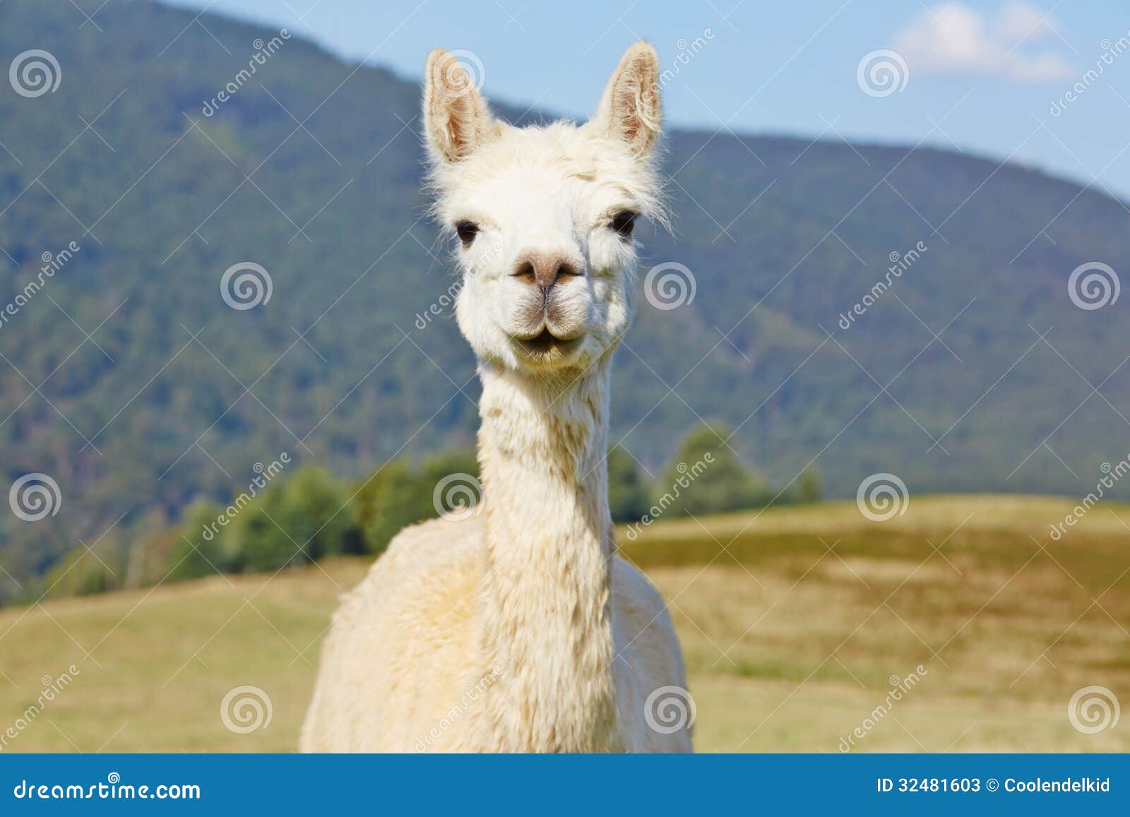 Cute, White Alpaca Portrait. Stock Image - Image of cute, domestic ...