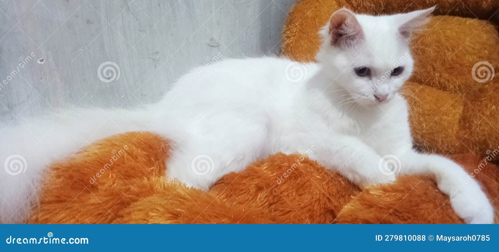 Cute white angora cat stock photo. Image of kucing, mammal - 279810088