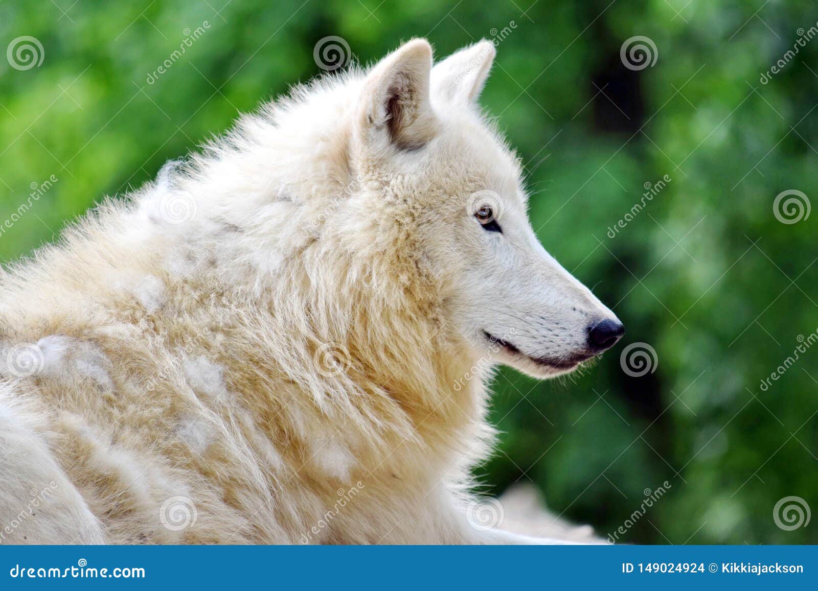 Cute White Arctic Wolf Head Closeup Stock Photo - Image of carnivore ...