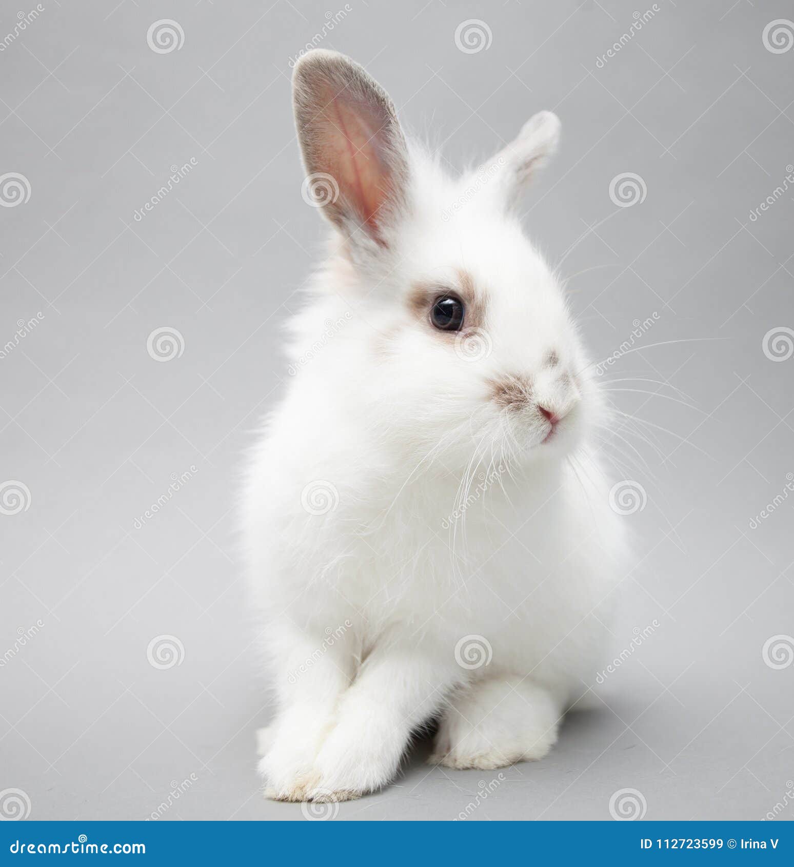 Cute White Baby Bunny Rabbit on a Seamless Light Background Stock Image ...