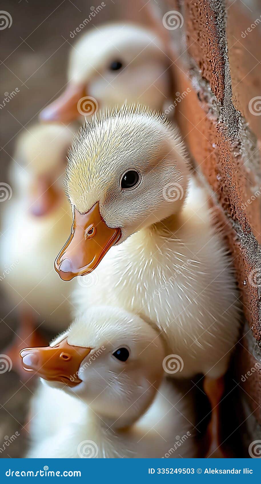 Cute White Baby Ducks. Generative Ai Stock Image - Image of cute ...